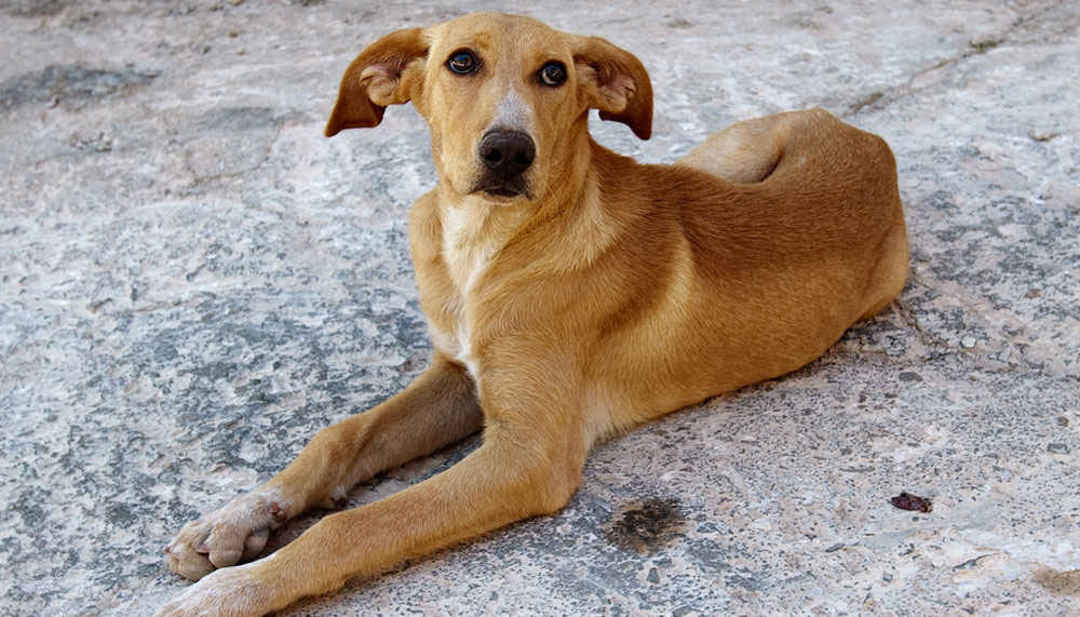 Dog Graveyard in East Delhi | So Delhi