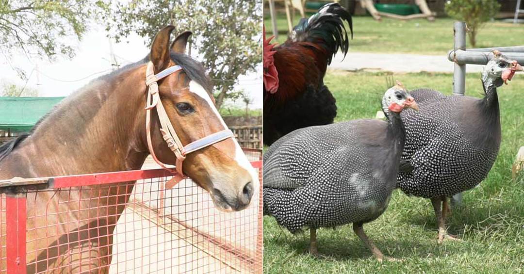 The Barnyard In Sainik Farms For A Day With Animals | So Delhi