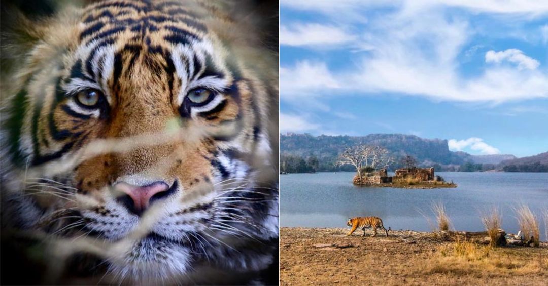 Save The Tiger Initiative - Save The Endangered Species | So Delhi