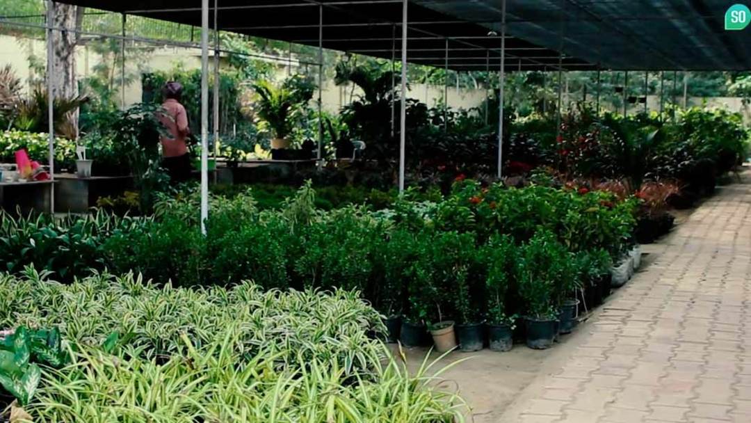 Rajdhani Nursery In Mehrauli For Plants | So Delhi