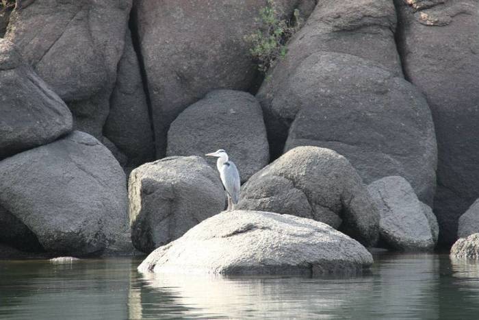 Heissa Island - QiDZ