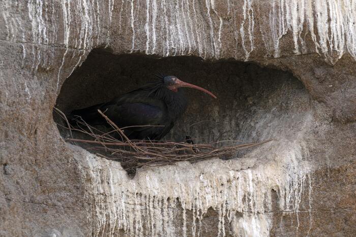 Bird Watching At Wasit Nature Reserve - QiDZ