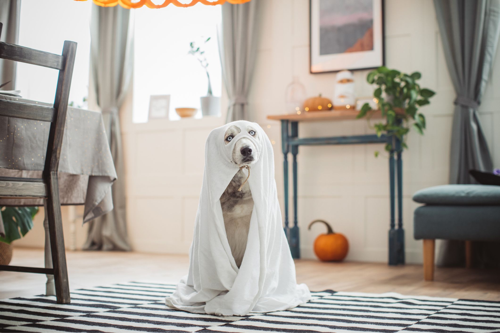 Paranormal protection: Does your home insurance cover ghostly damage ...
