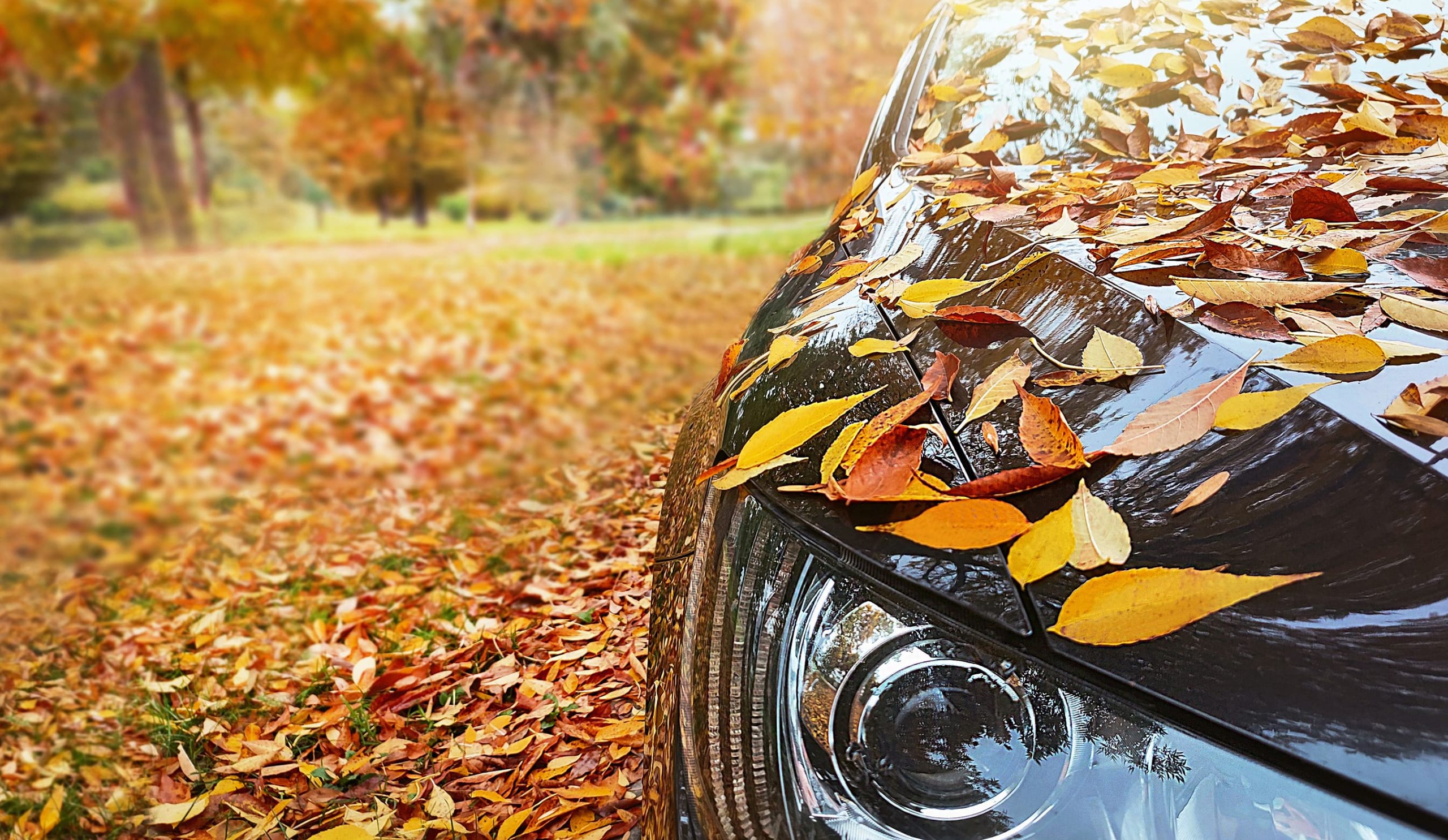 Drivers not sweeping leaves off the windscreen risk fines - Quotezone