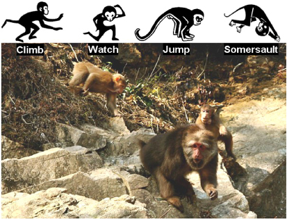 slides-monkey