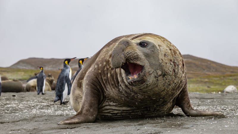 predator animals list