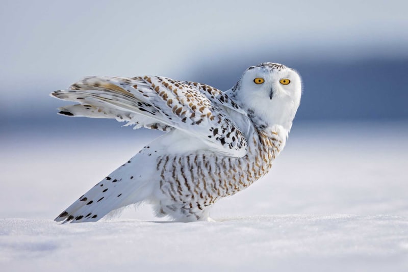 Arctic Birds Of Prey