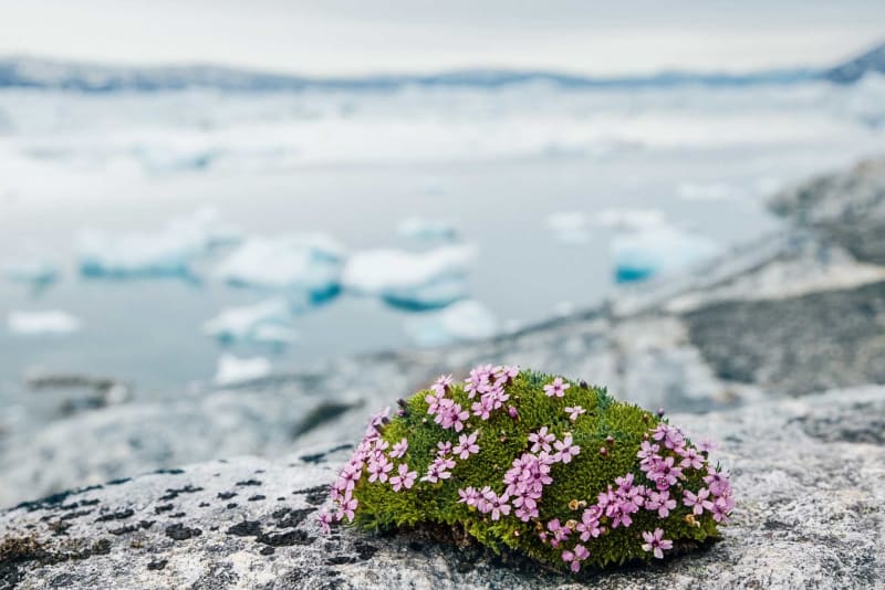 Tundra Plants And Trees