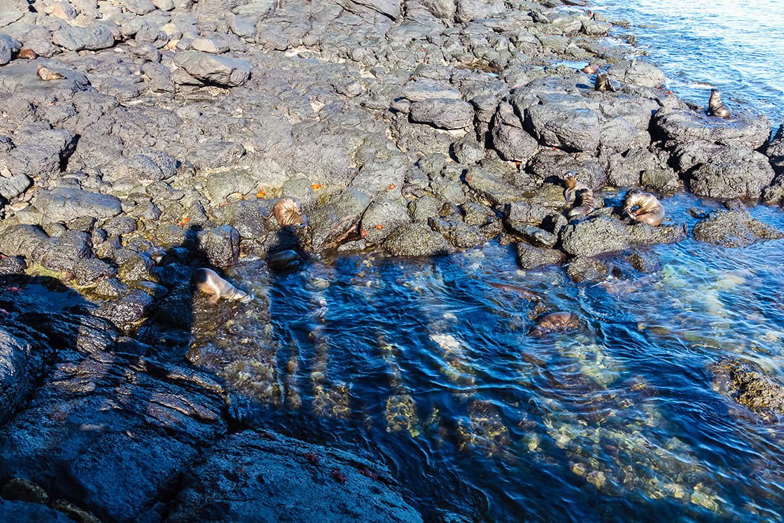 Protecting The Galapagos Islands: Key Conservation Projects ...