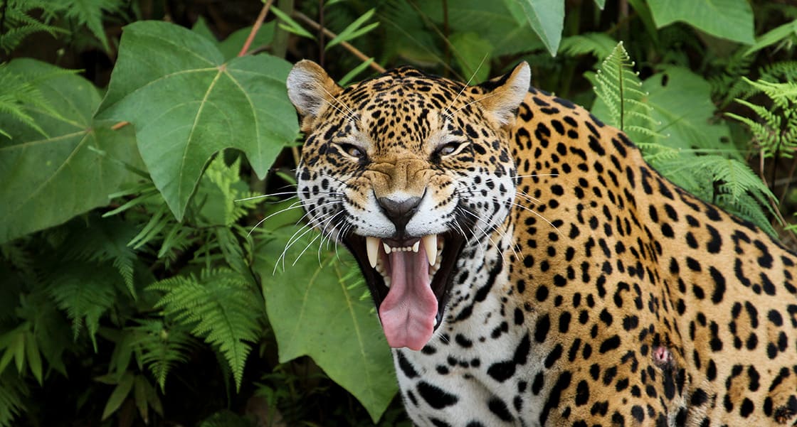 Top 10 Facts About Jaguars Rainforest Cruises Top 10 Facts About Jaguars Rainforest Cruises