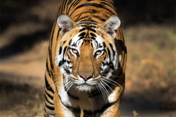 Tiger Trail Of India: 12-Day Tiger Tour To 3 National Parks
