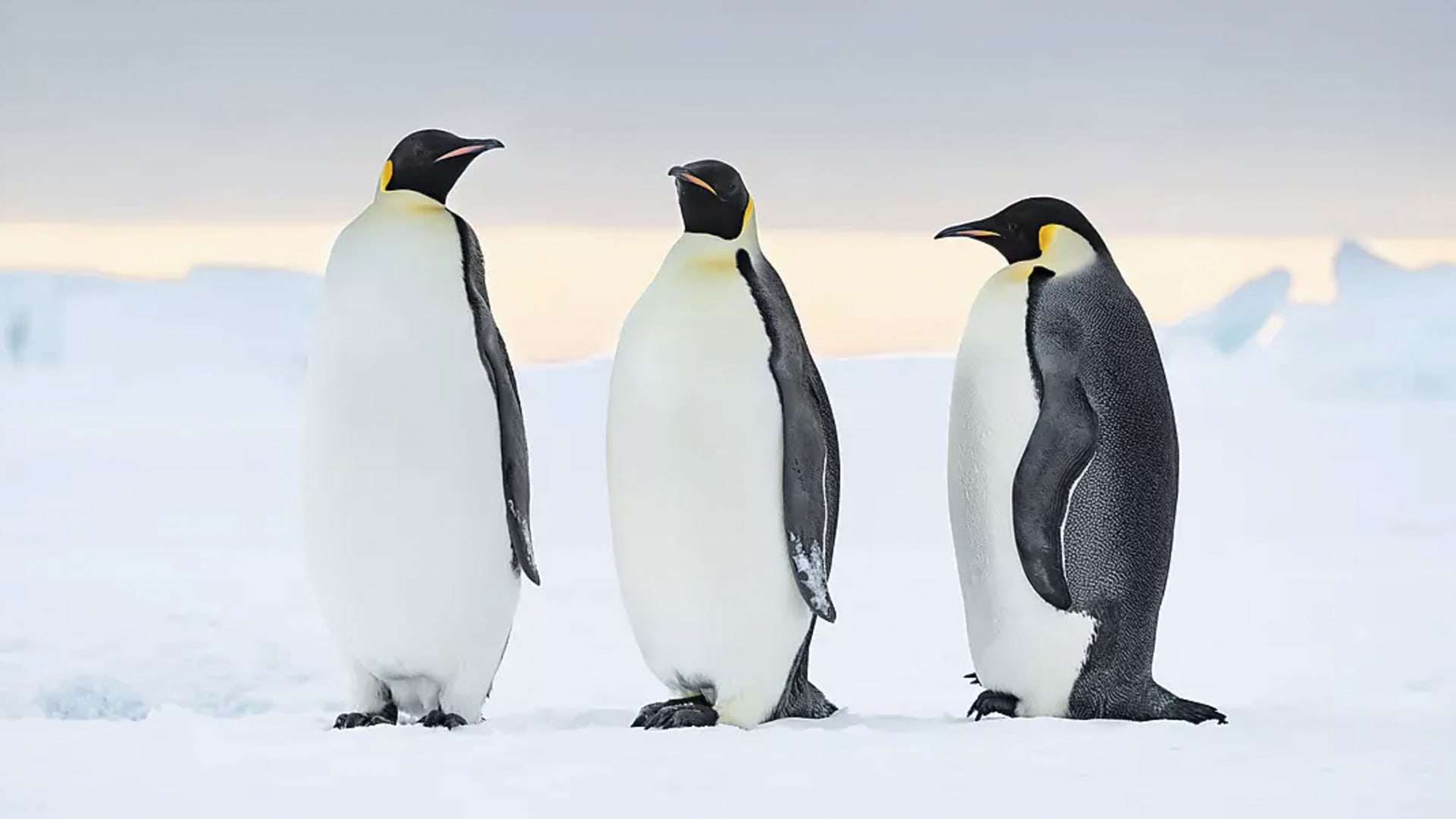 The Emperor Penguins Of The Weddell Sea | Antarctica Cruises