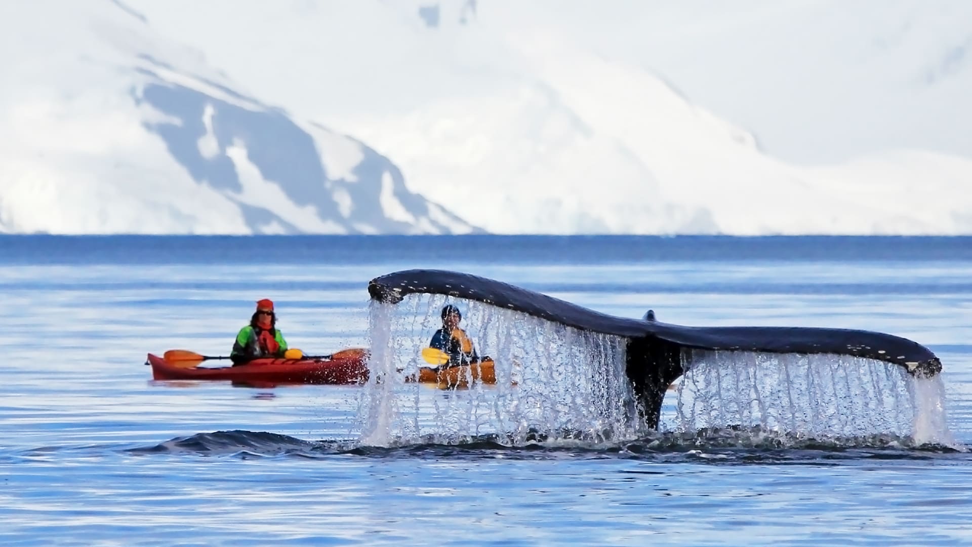 Weddell Sea Cruise: Snow Hill Emperor Penguin Colony Awaits