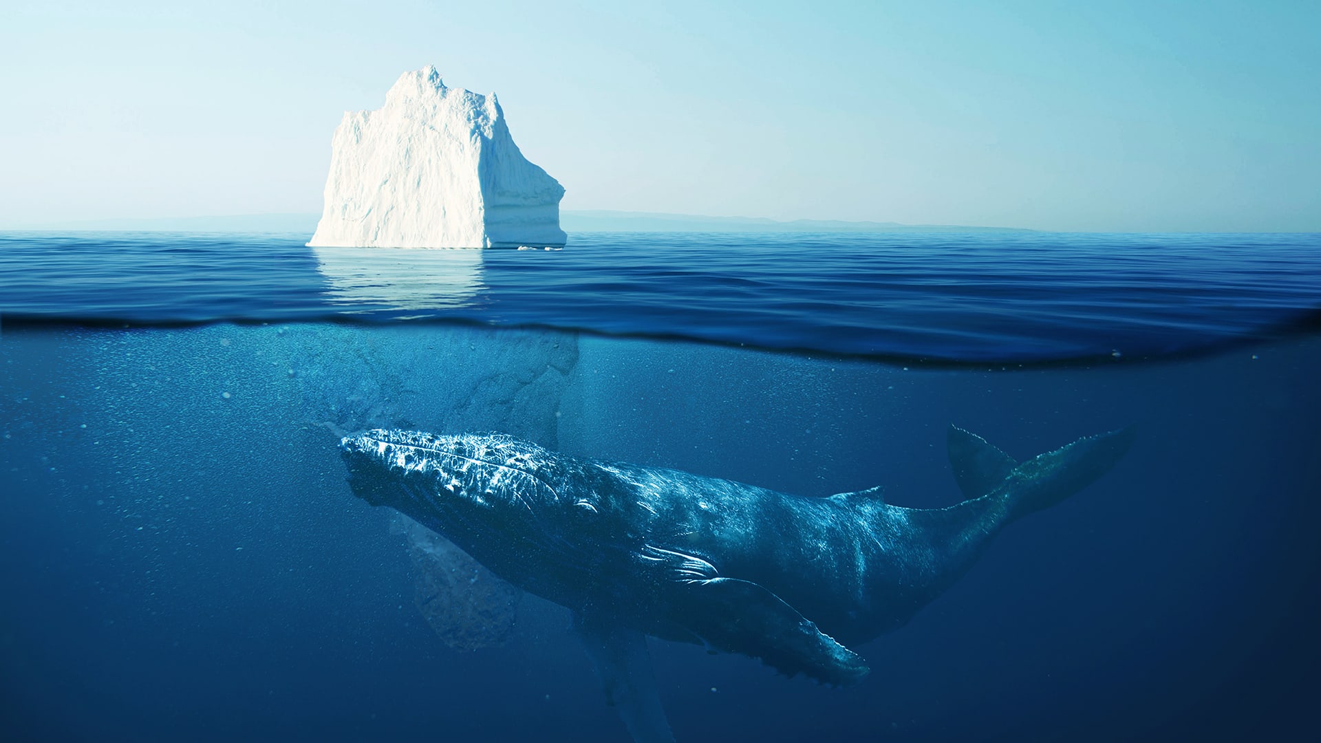 Antarctica Animals & Wildlife: List & Visitor's Guide | Antarctica Cruises