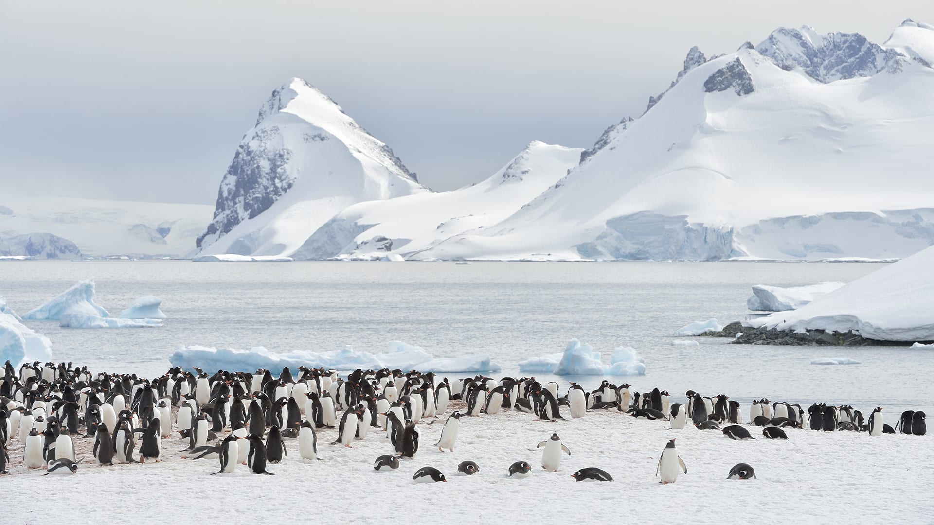 Highlights Of Antarctica | Antarctica Cruises