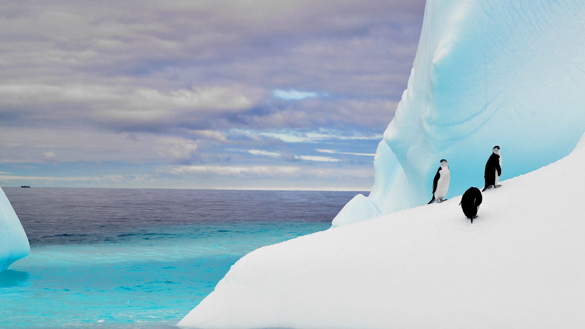 Best Of Antarctica: Wildlife Explorer | Antarctica Cruises
