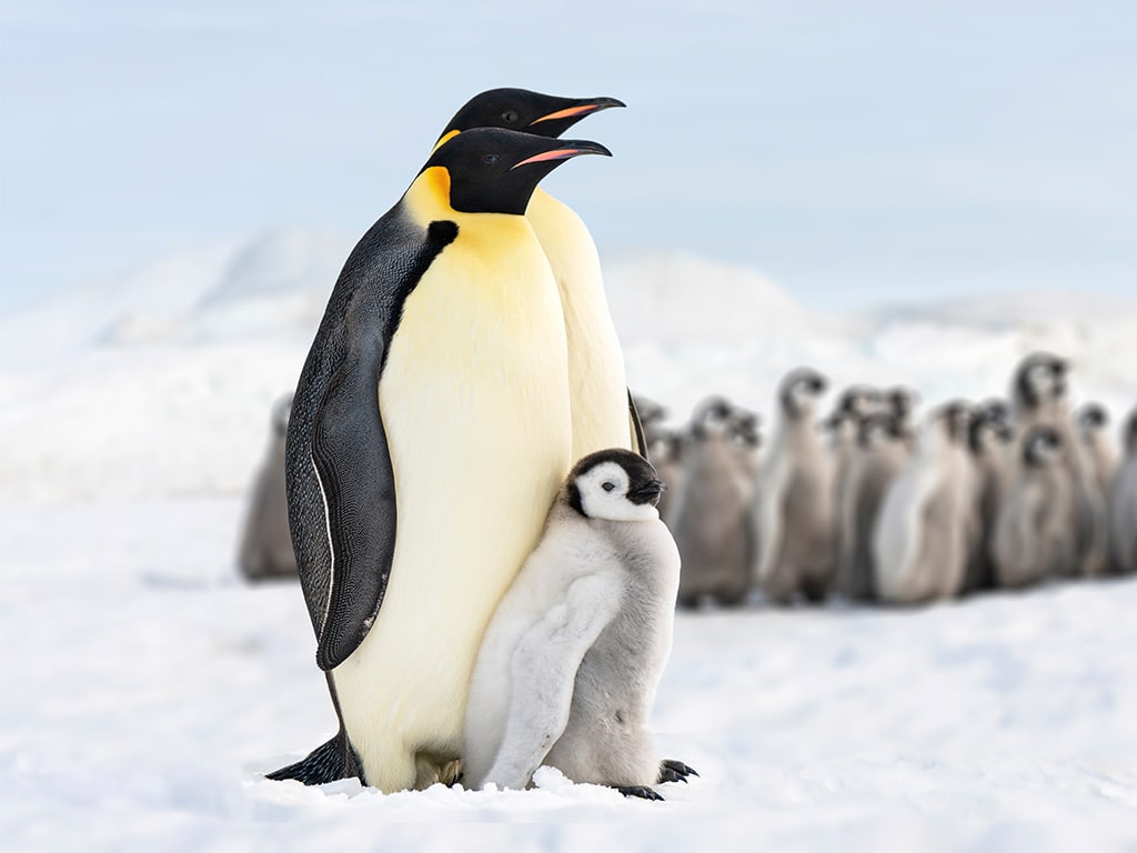 The Emperor Penguins Of The Weddell Sea (14D)