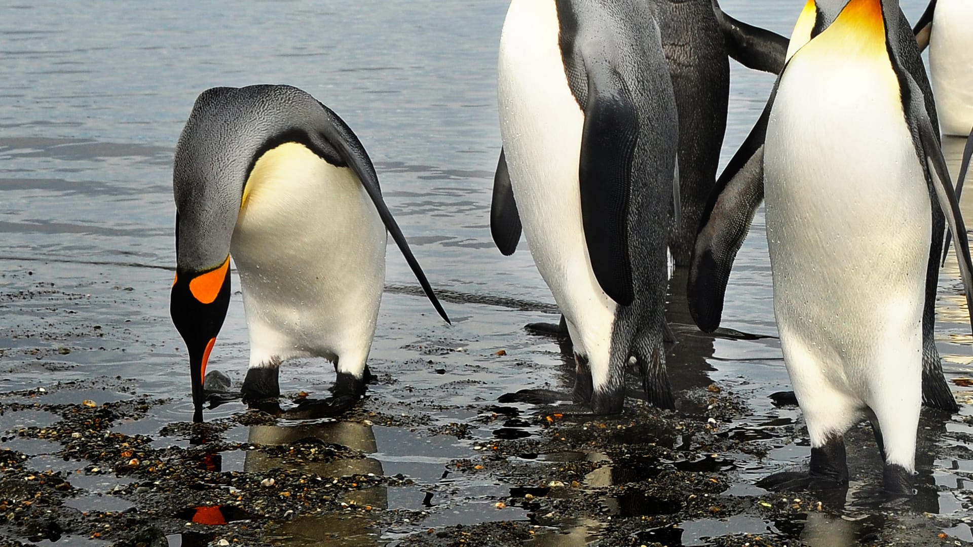 Do You Need Your Appendix Or Wisdom Teeth Out To Go To Antarctica ...