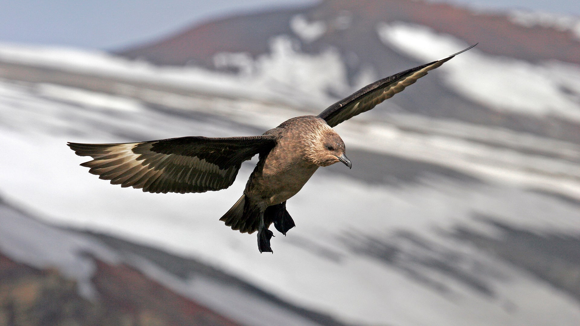 Antarctic Birds: A Guide To Bird Watching In Antarctica | Antarctica ...