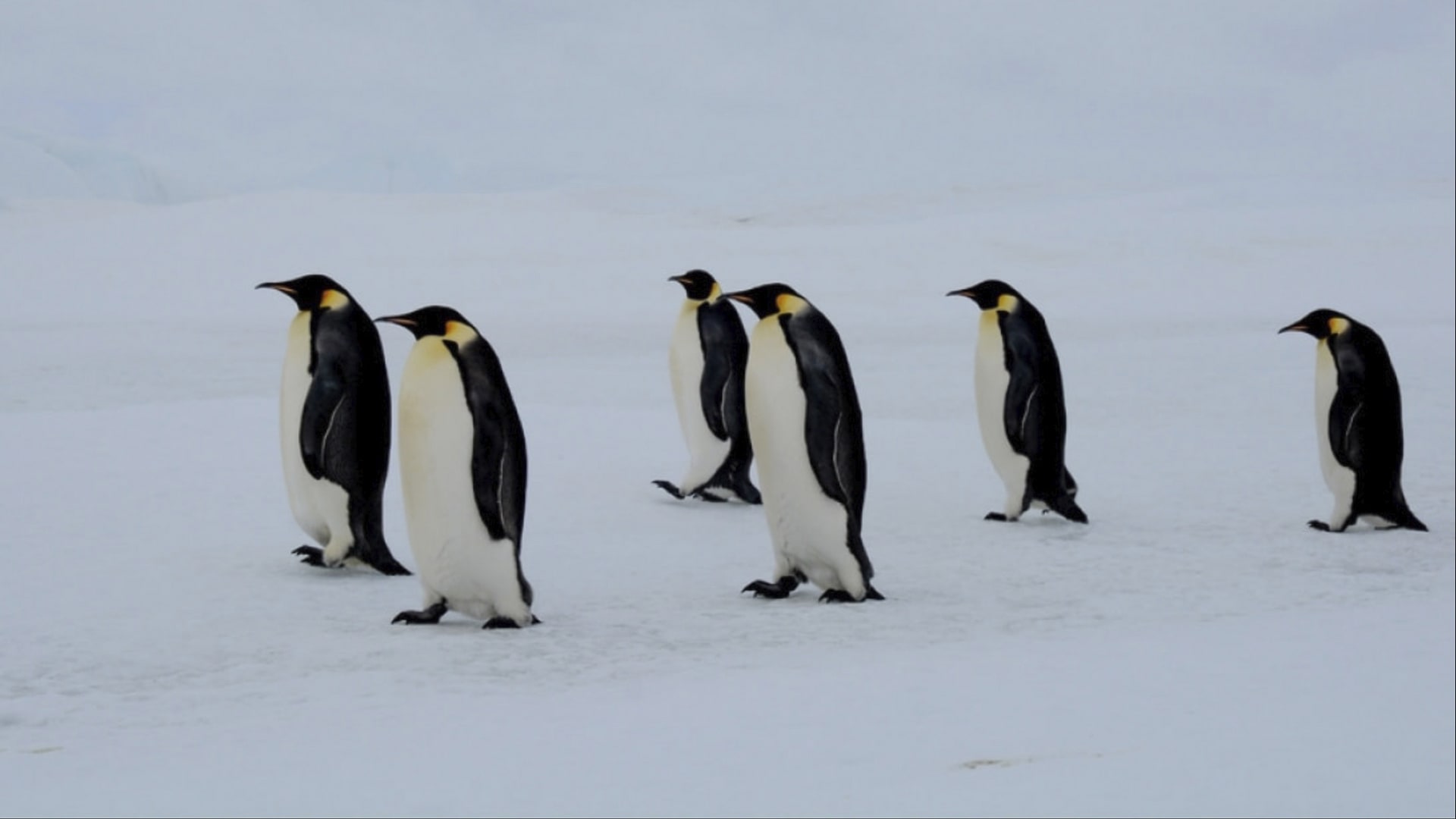 Antarctica Classic (11D) | Antarctica Cruises