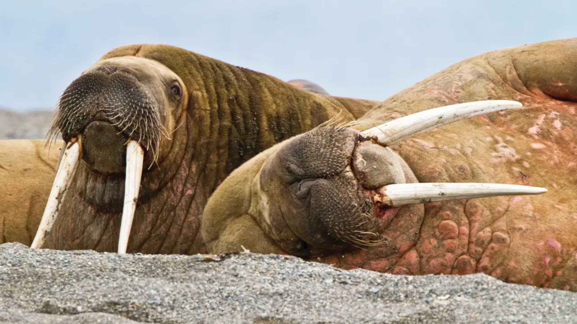 Svalbard: In Search Of Iconic Arctic Wildlife