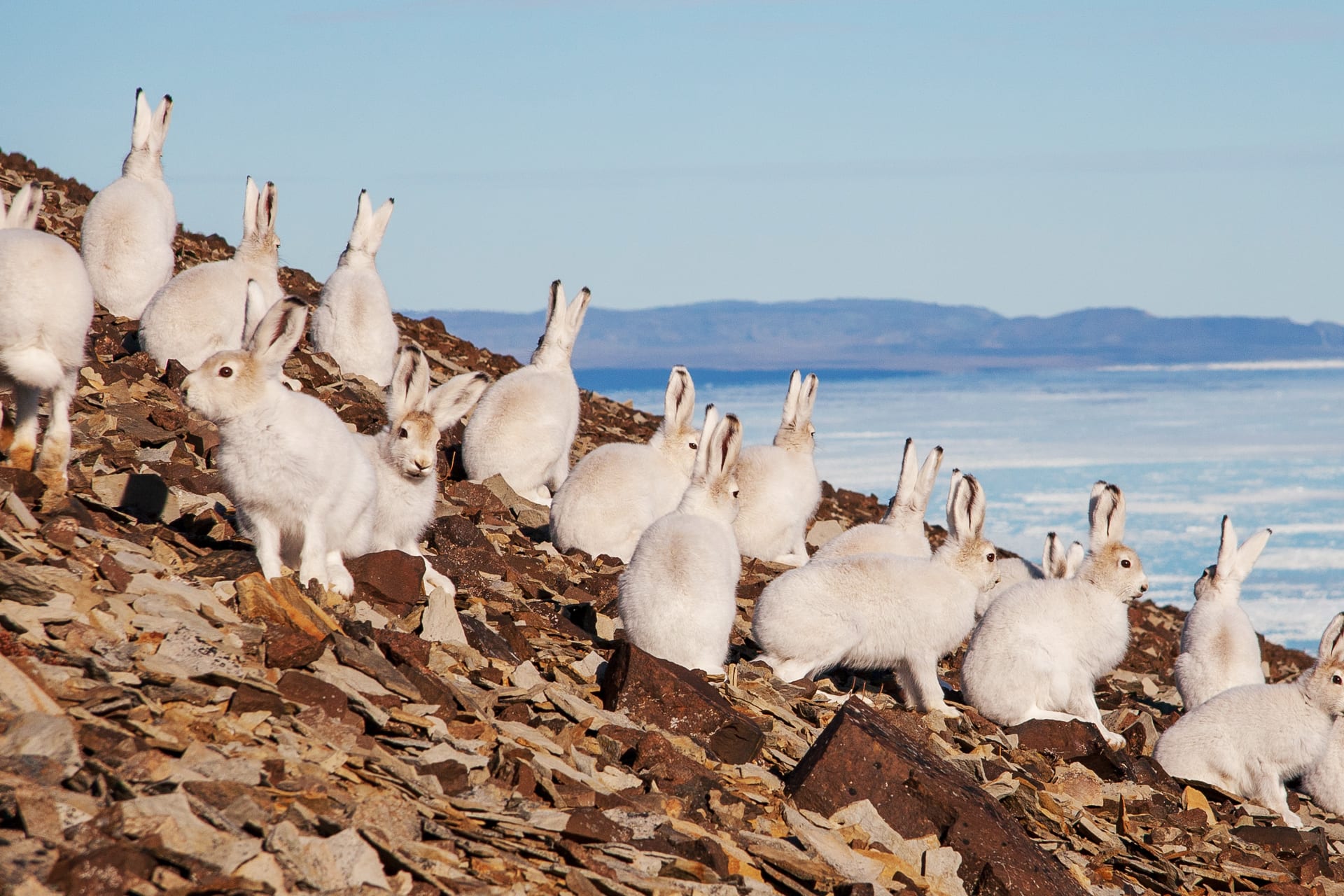 7 Hair-Raising Arctic Hare Facts | Antarctica Cruises