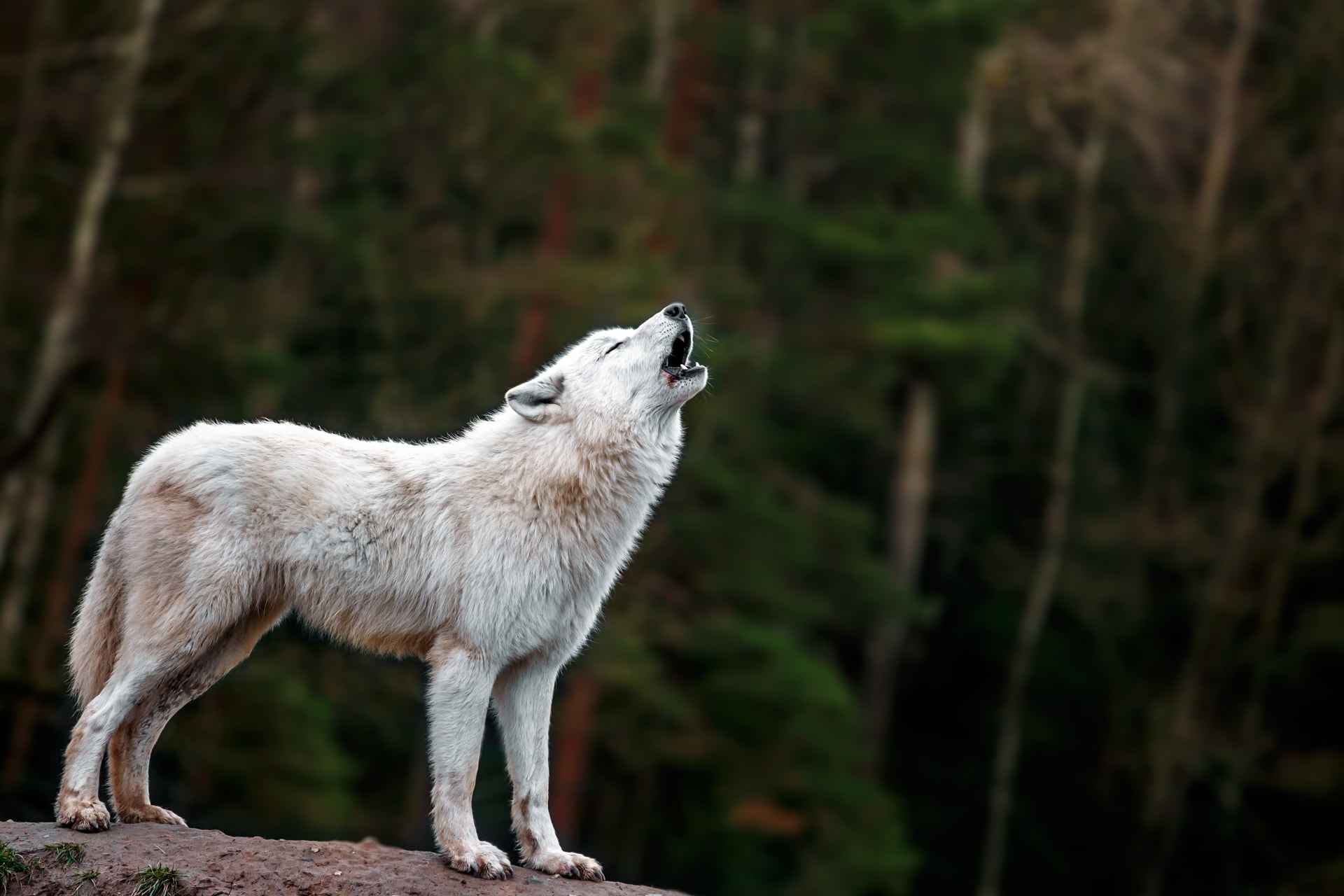 8 Howling Facts About Arctic Wolves | Antarctica Cruises