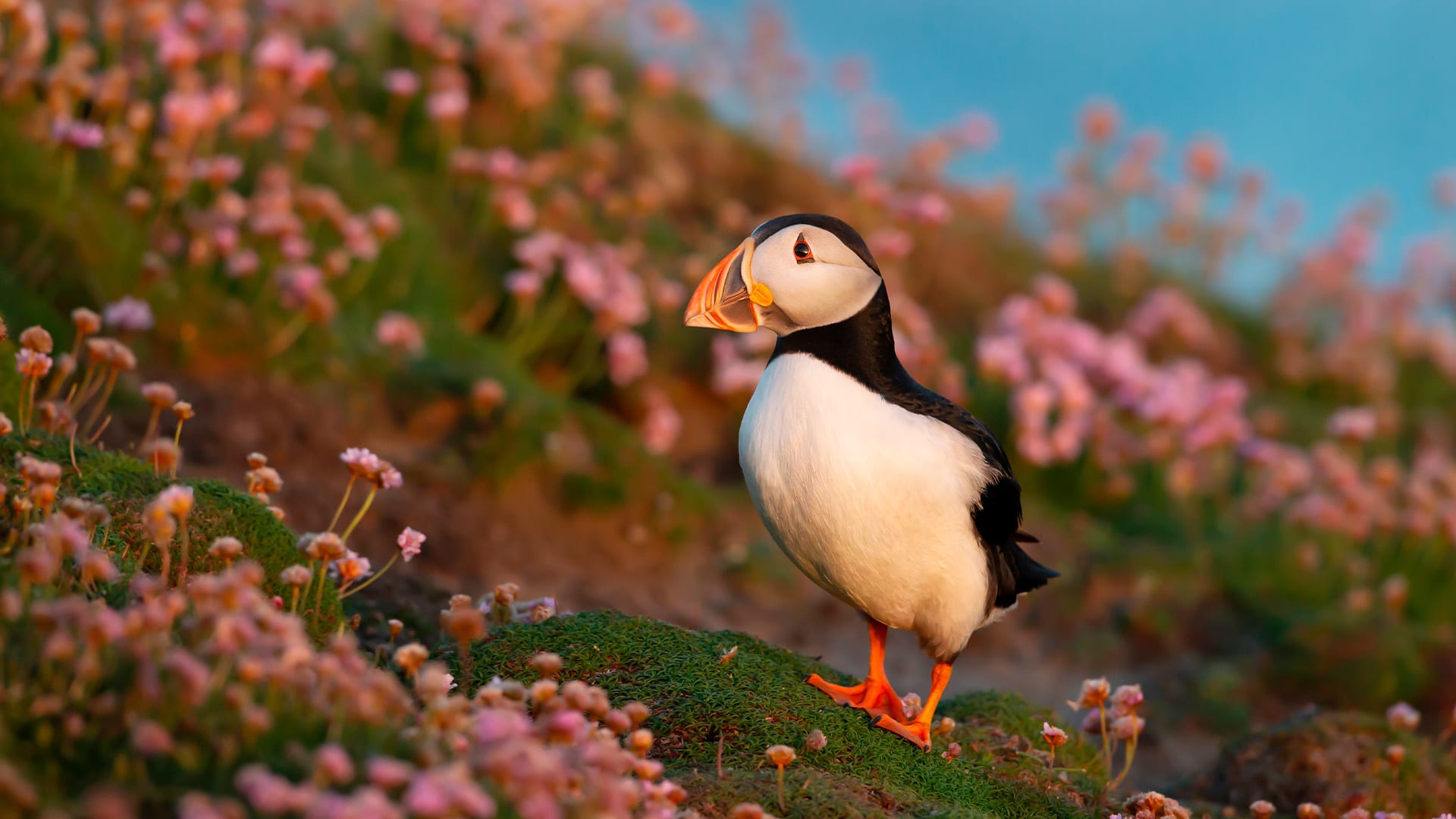 Wild Islands & Lands Of Legends (12D Faroe Islands Cruise)