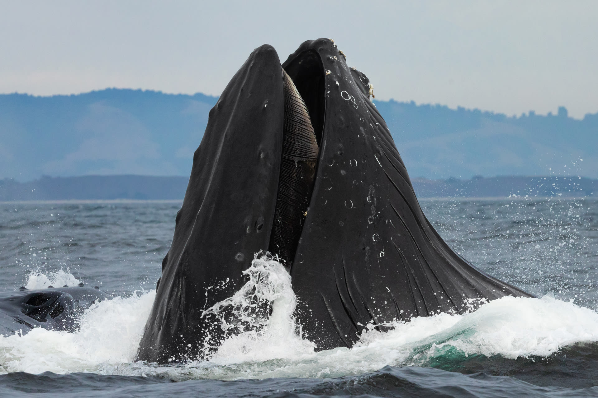 Antarctica's Whales & Dolphins: 12 Cetaceans You May See | Antarctica ...