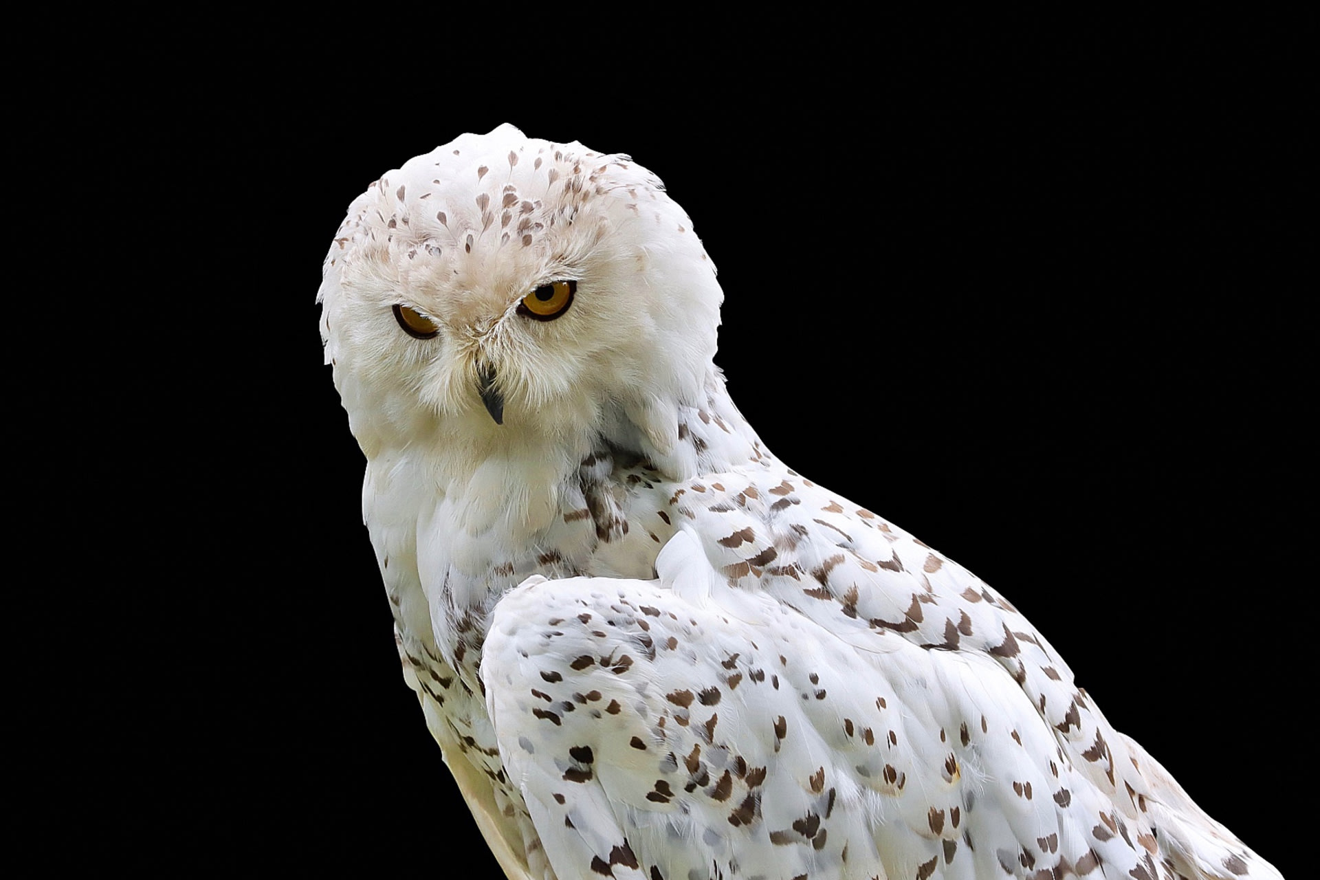 7 Datos Curiosos Sobre los Búhos Nivales para Impresionar a Tus Amigos