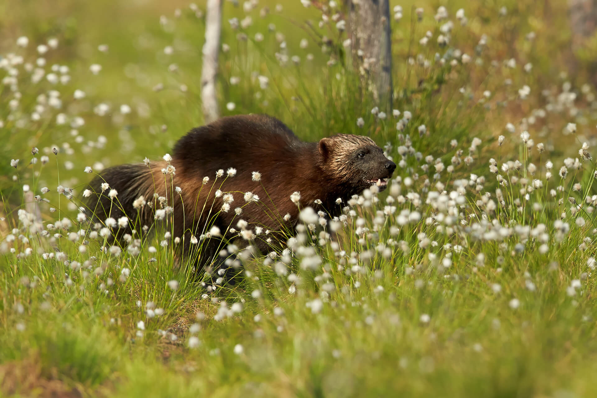 10 Wild Wolverine Facts: A Marvel Of The Arctic Kingdom