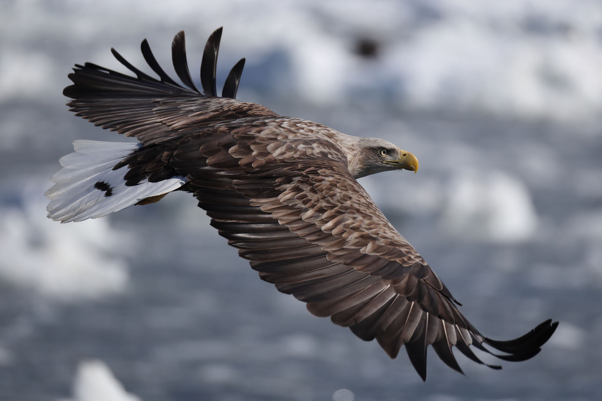 Sea Eagle Elucidation: 5 Essential White-Tailed Eagle Facts