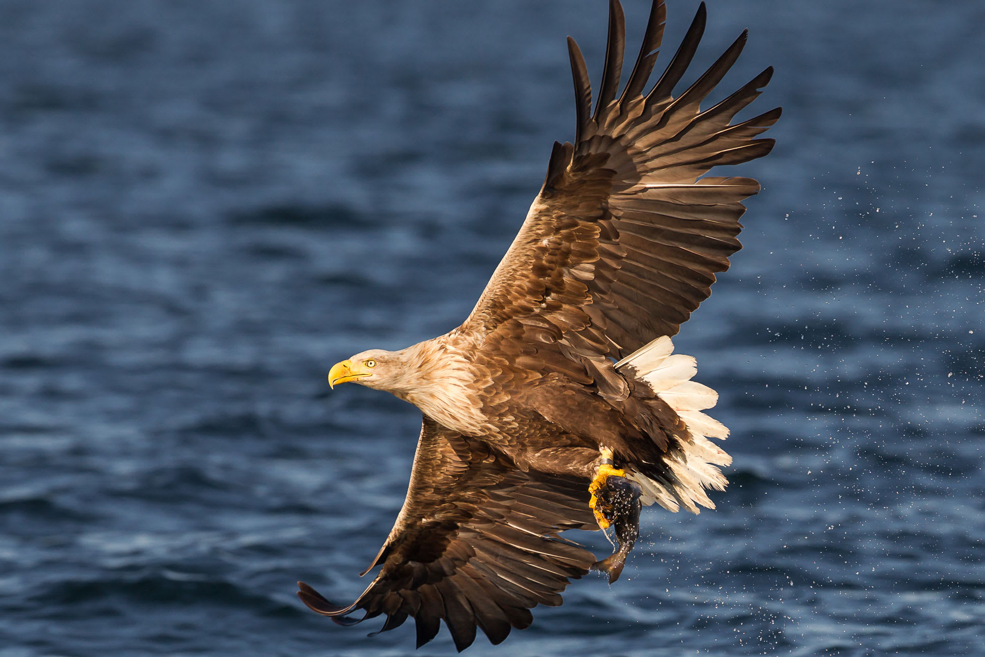 Sea Eagle Elucidation: 5 Essential White-Tailed Eagle Facts