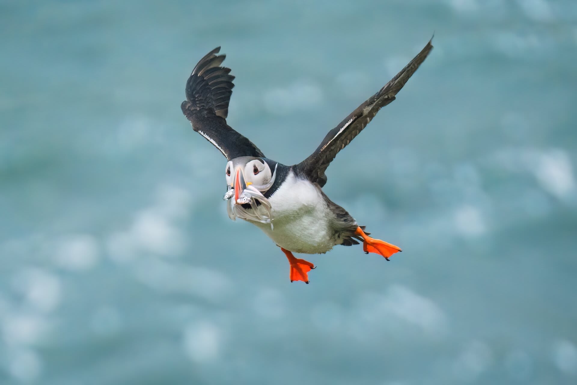 Beyond The Beak: 8 Fascinating Puffin Facts | Antarctica Cruises