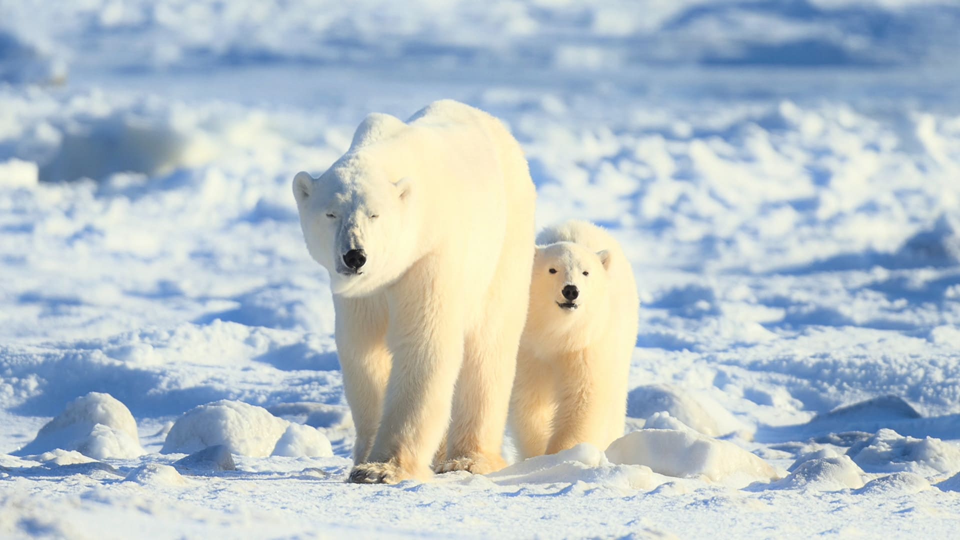 The Geographic North Pole (16D)
