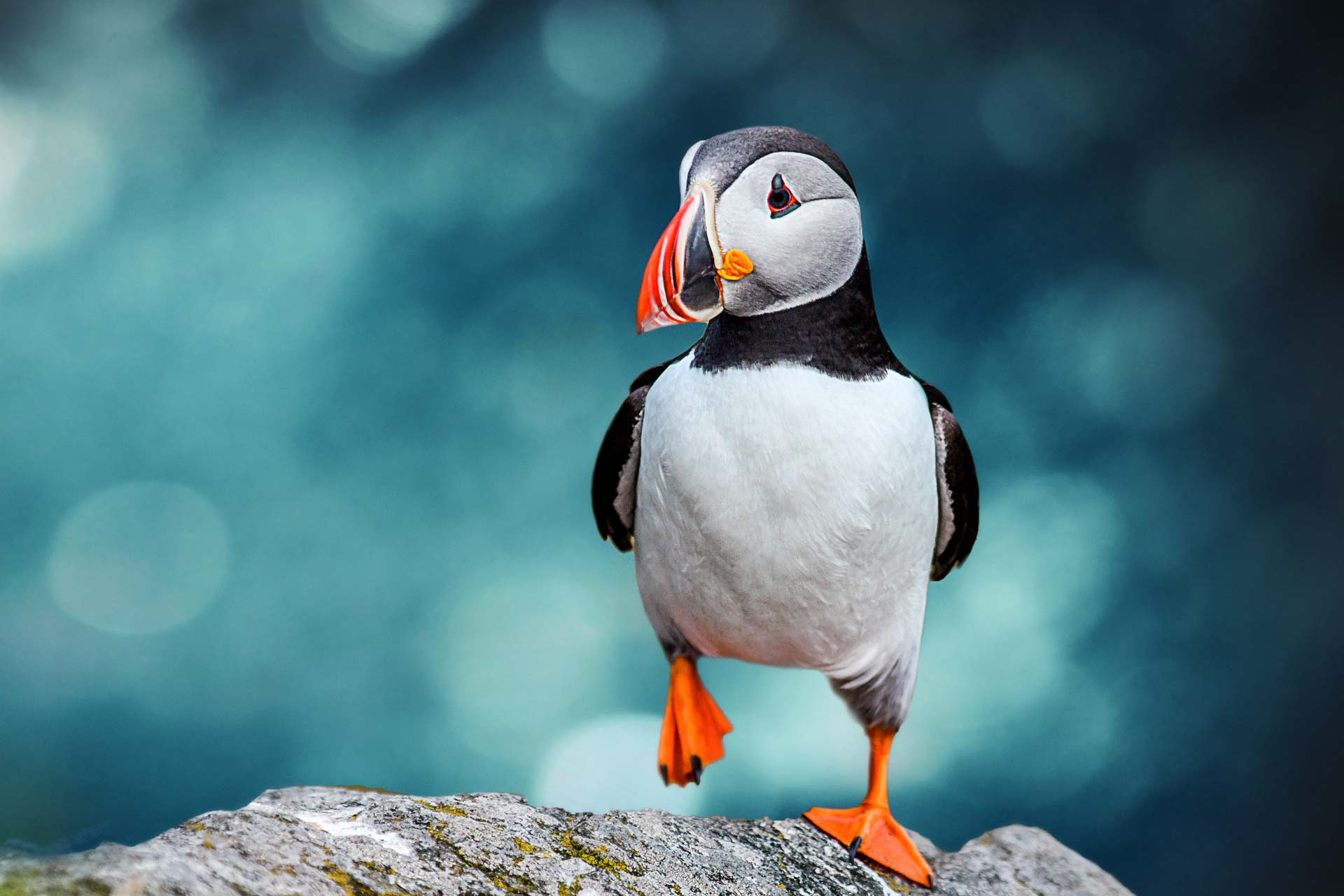 Beyond The Beak: 8 Fascinating Puffin Facts | Antarctica Cruises