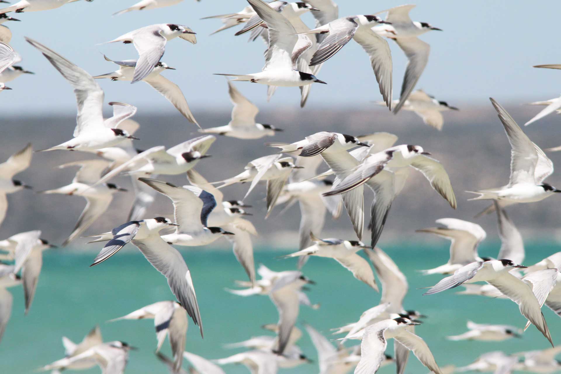 Twitching At The Top Of The World: A Guide To Arctic Birds