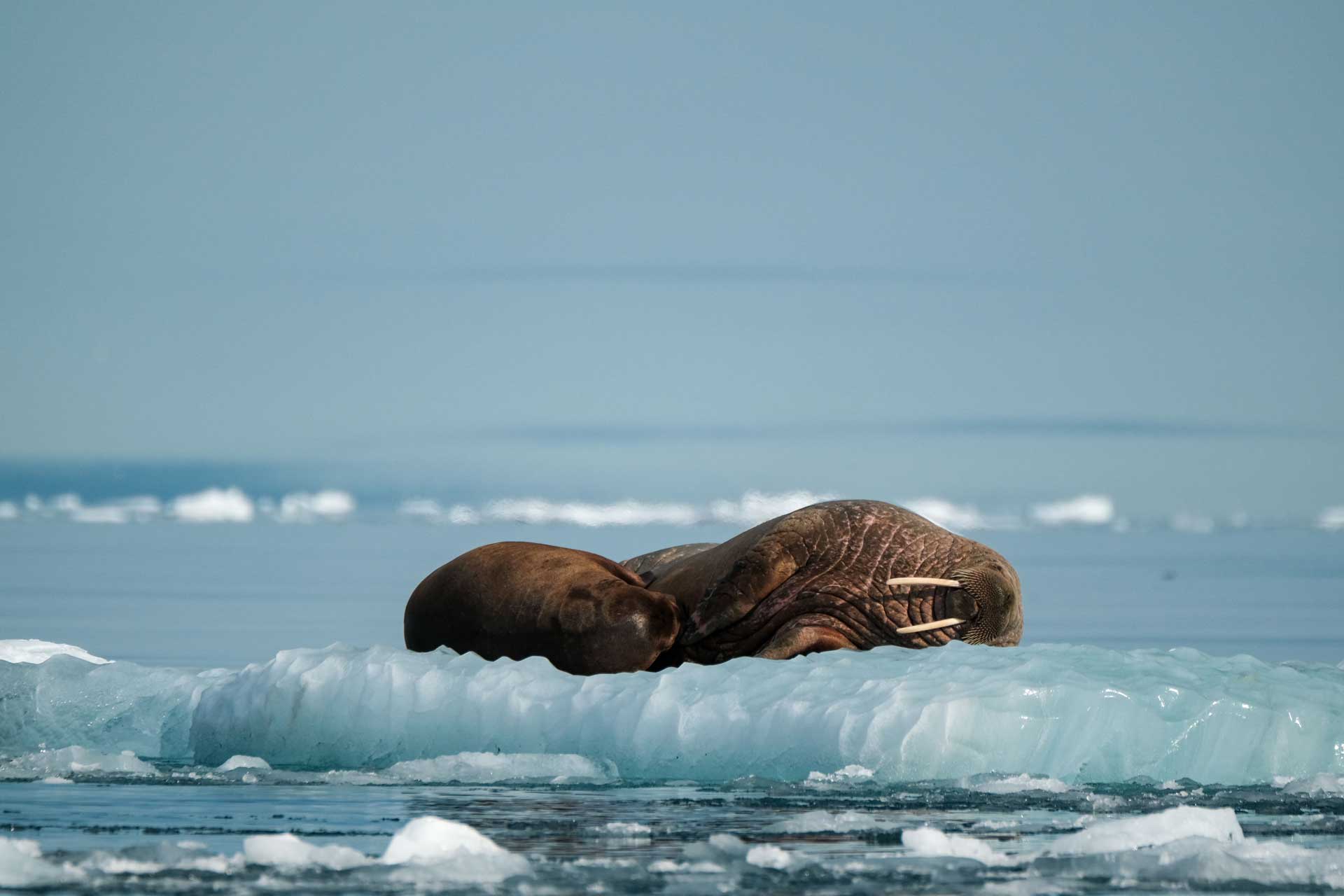 No, I Am The Walrus: 10 Whimsical Facts About Walruses