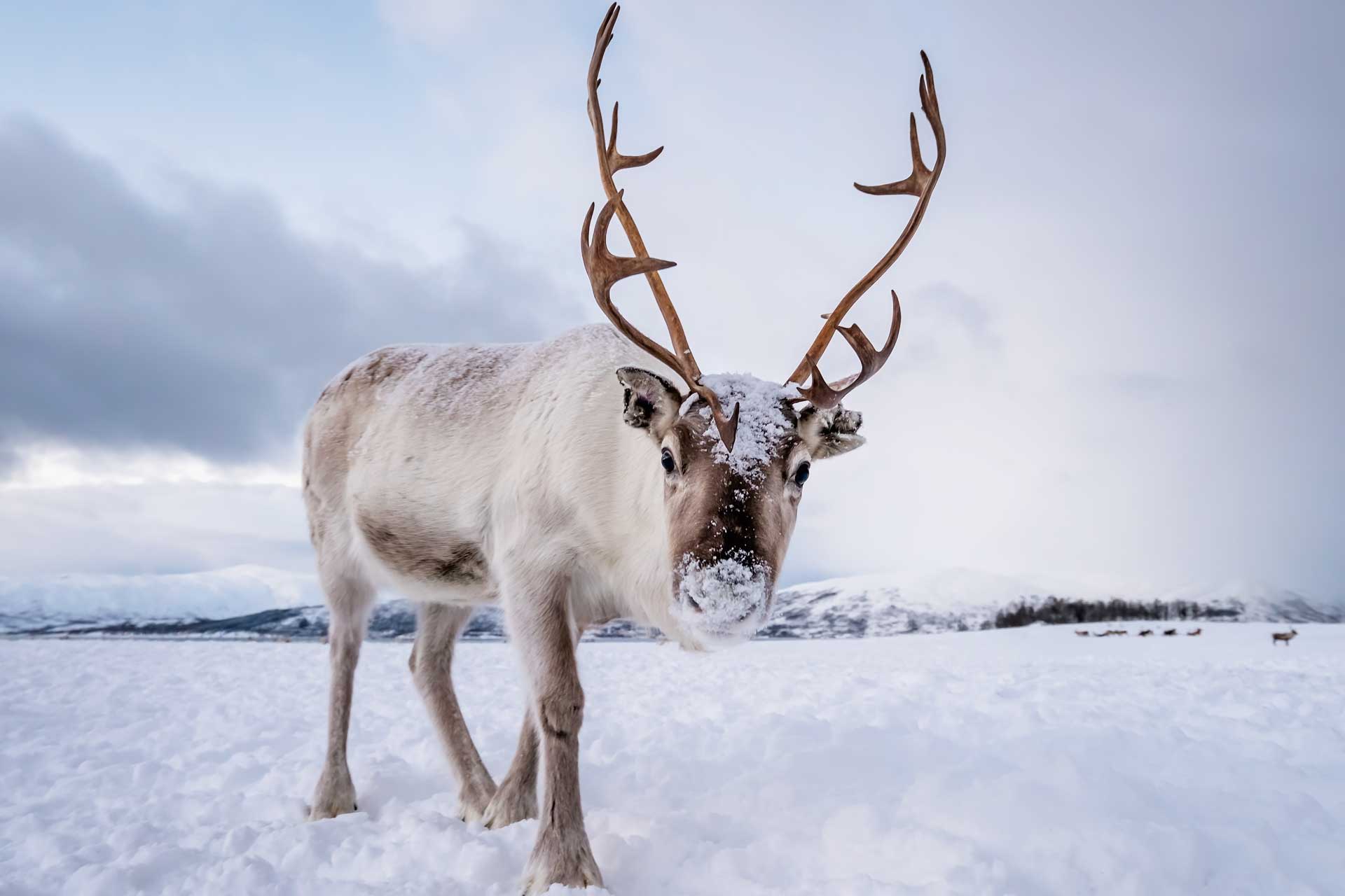 Caribou Arctic Tundra