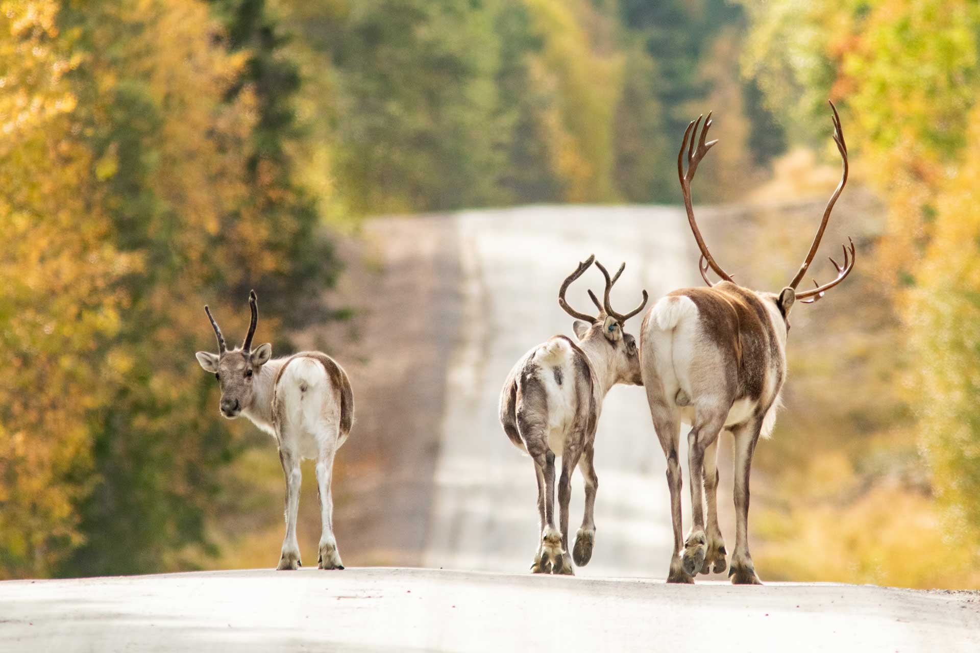 Reindeer Revelations: 9 Captivating Caribou Facts