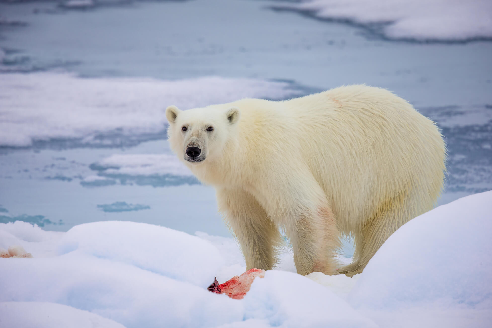 Arctic Food Webs & Ecosytems Explained: From Tundra To Ocean