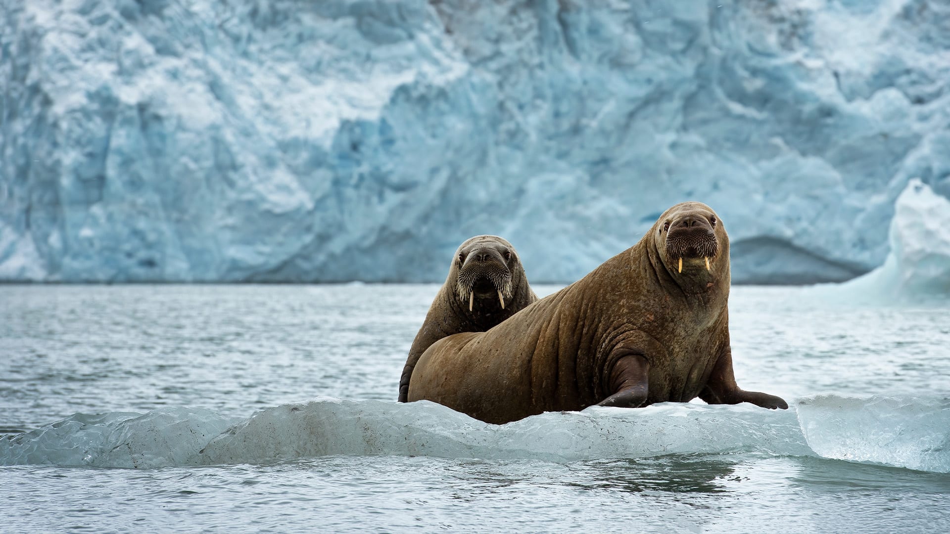 Svalbard Explorer Best Of High Arctic Norway