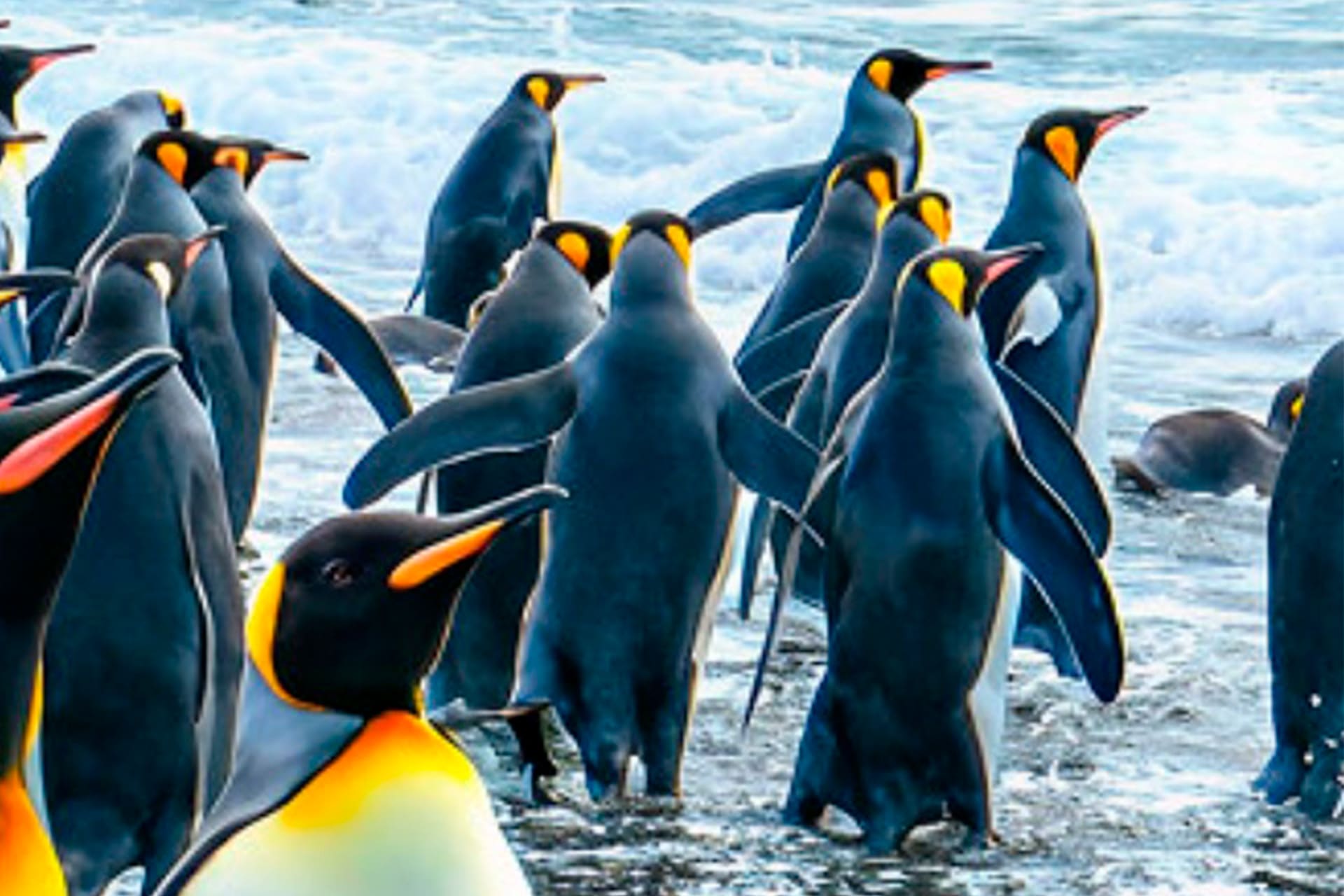 Discover The King Penguin's Mega-Colonies | Antarctica Cruises