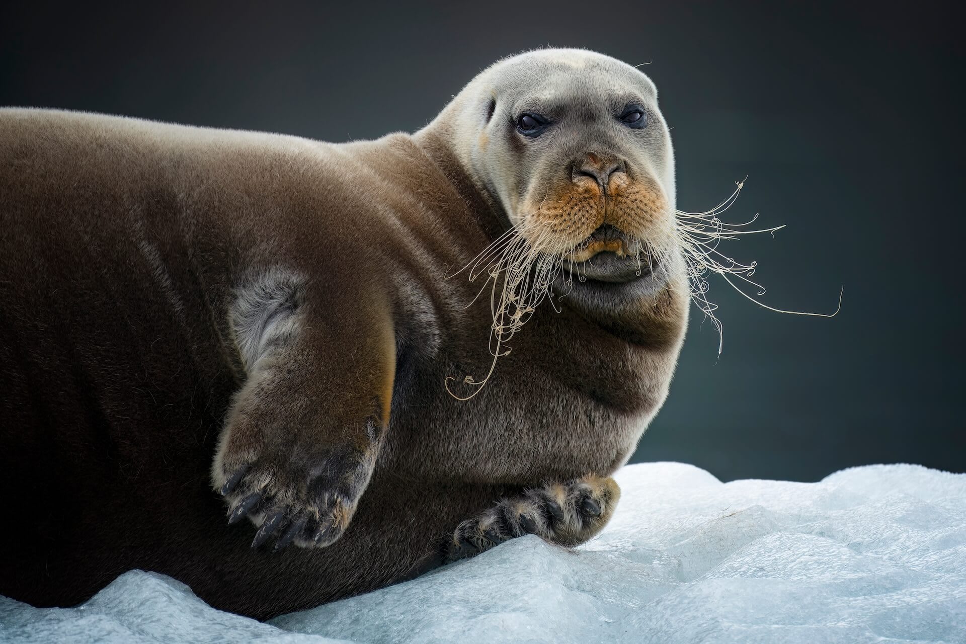 Arctic Sea Ice Animals