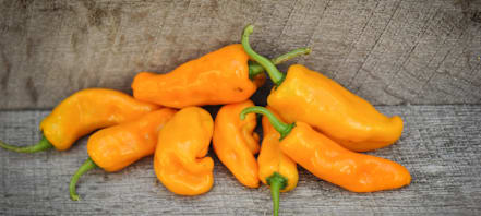 Datil Pepper: Everything You Need to Know
