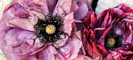 How To Grow Shirley/Flanders Type Poppy | Baker Creek Heirloom Seeds