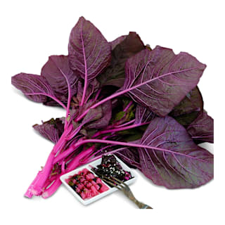 Beetroot Vlathankara Amaranth Seeds | Baker Creek Heirloom Seeds