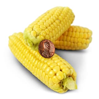 gmo corn seeds