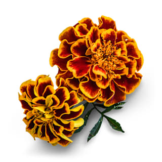 Colossus Red Gold Bicolor Marigold Seeds | RareSeeds.com
