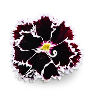 Zebra Crossing Dianthus Seeds | Rareseeds